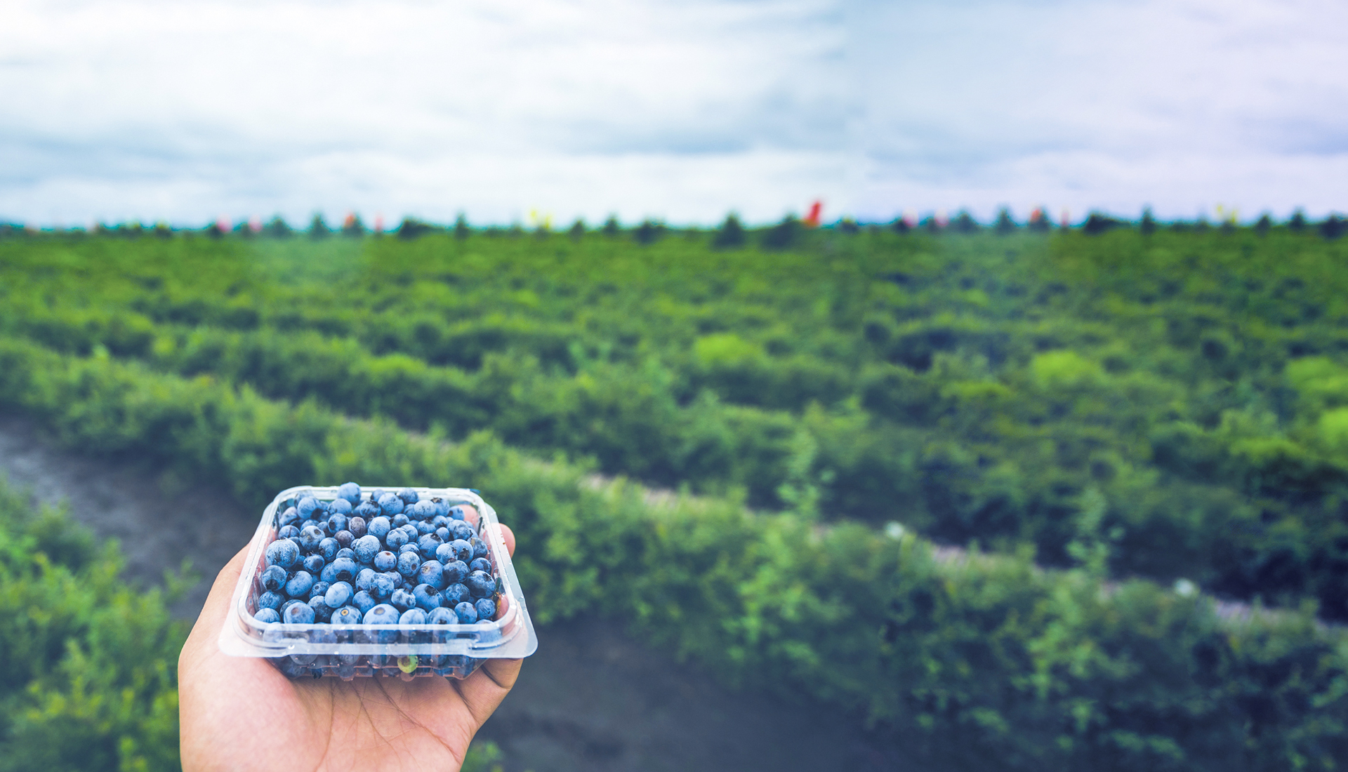 Blueberry farm – AVM Logistics
